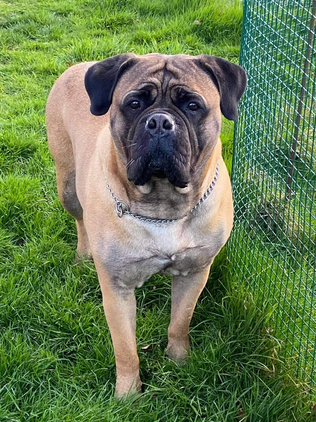 Our Dogs – Bullmastiff Rescue and Adoption