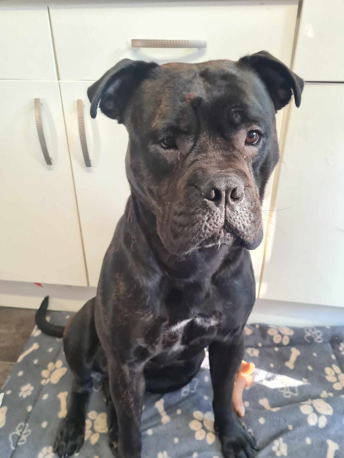 Our Dogs – Bullmastiff Rescue and Adoption