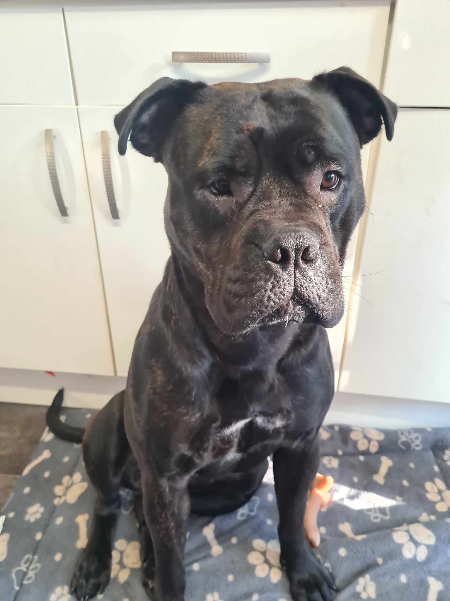 Our Dogs – Bullmastiff Rescue and Adoption