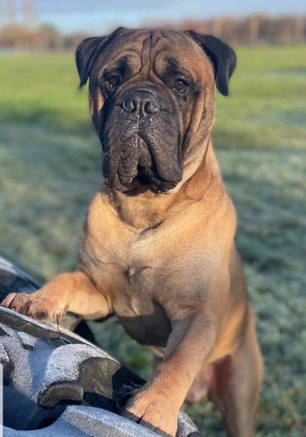 Our Dogs – Bullmastiff Rescue and Adoption